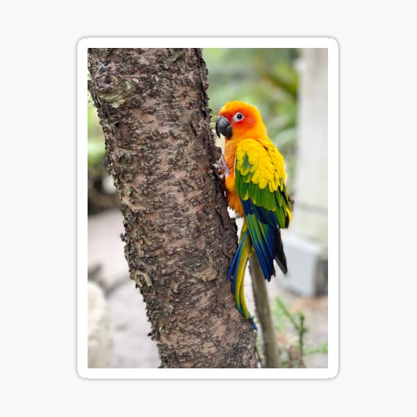 "Colorful Conure" Sticker by Portia-Live | Redbubble