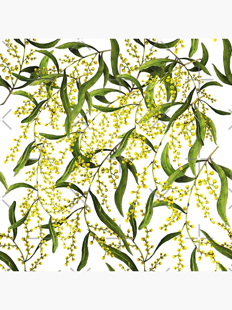 "Golden wattle native australian flower pattern " Poster for Sale by ...