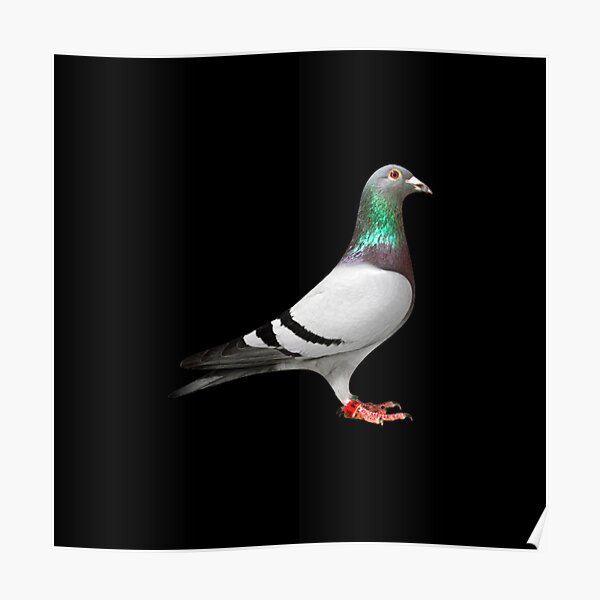 "Pigeon" Poster for Sale by Badrshop | Redbubble