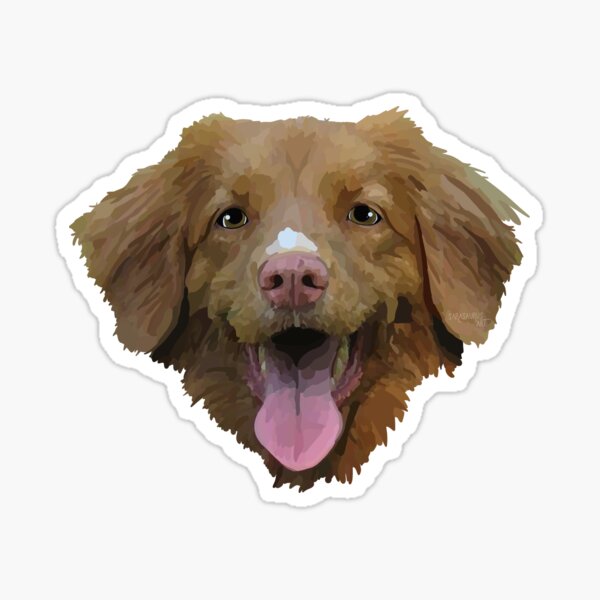 "Nova Scotia Duck Trolling Retriver" Sticker by SarasaurusArt | Redbubble