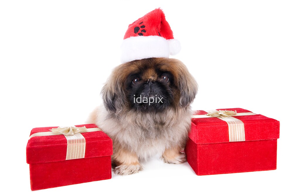 "Christmas Pekingese" by idapix | Redbubble
