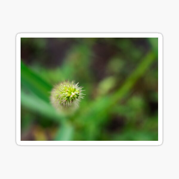 "Macro green foxtail" Sticker by AlexandraIoni | Redbubble