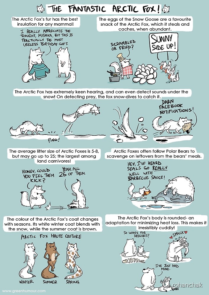 "The Fantastic Arctic Fox" by rohanchak | Redbubble