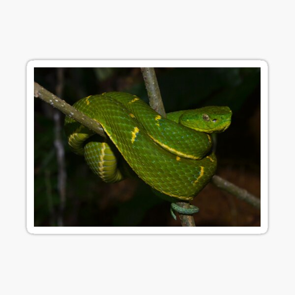 "Lateral-striped Pit Viper" Sticker for Sale by pcatling | Redbubble