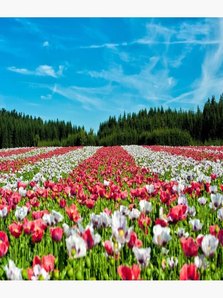 " Enjoy relaxing with the beautiful flower field." Sticker by ...