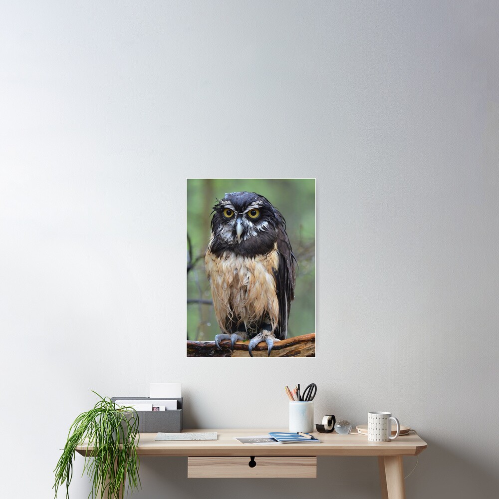 Wet Owl Meme Poster For Sale By Kaizen Hush Redbubble