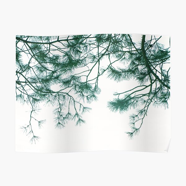 "Pine tree photo" Poster for Sale by lausn | Redbubble