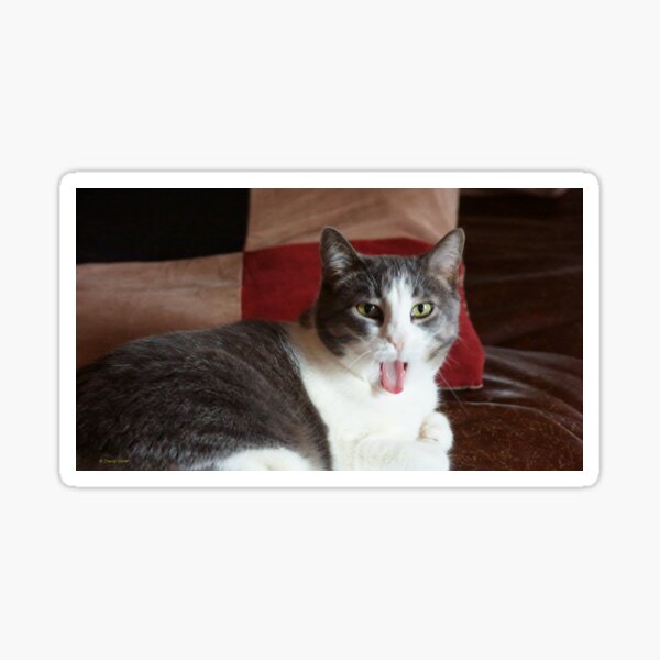 "Laughing Cat" Sticker by spaceytracey7 | Redbubble