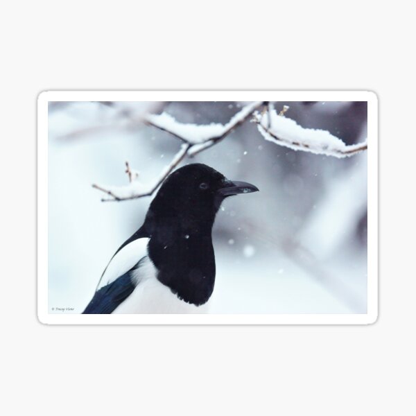 "Magpie Headshot" Sticker by spaceytracey7 | Redbubble