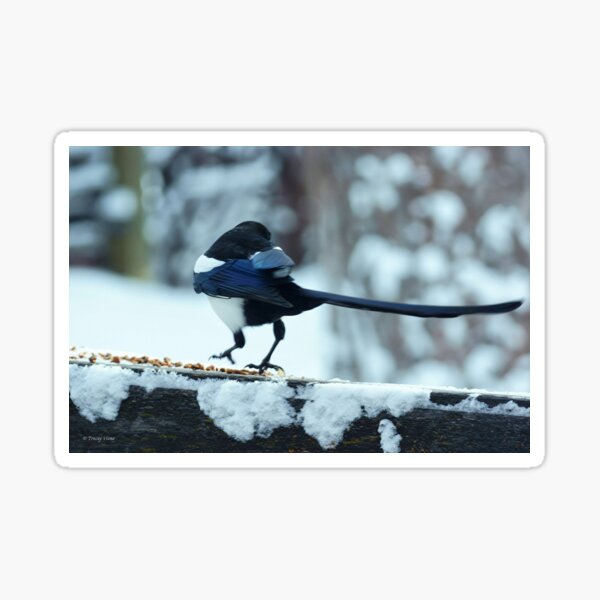 "Magpie Dancer" Sticker by spaceytracey7 | Redbubble