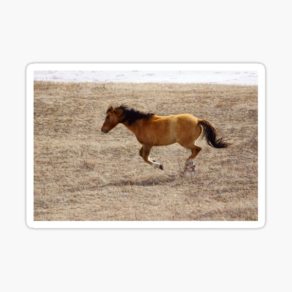 "Brown Horse On The Run" Sticker by spaceytracey7 | Redbubble