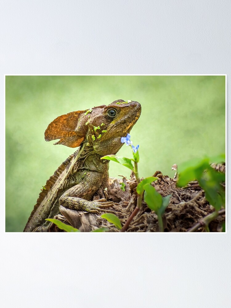 "Jesus Christ Lizard" Poster for Sale by RebeccaHerranen | Redbubble