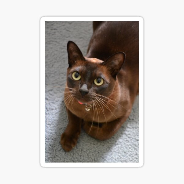 "Burmese cat " Sticker for Sale by Boxkitty | Redbubble