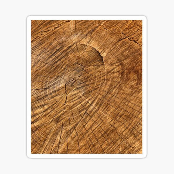 "wooden stump surface" Sticker by bratkec | Redbubble