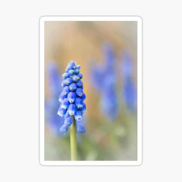 "Muscari" Sticker by JEZ22 | Redbubble