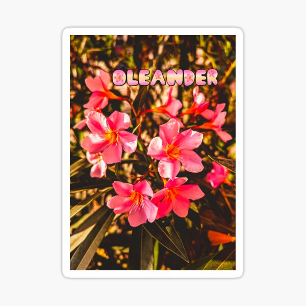 Oleander Flowers Sticker For Sale By Ak3shay Redbubble