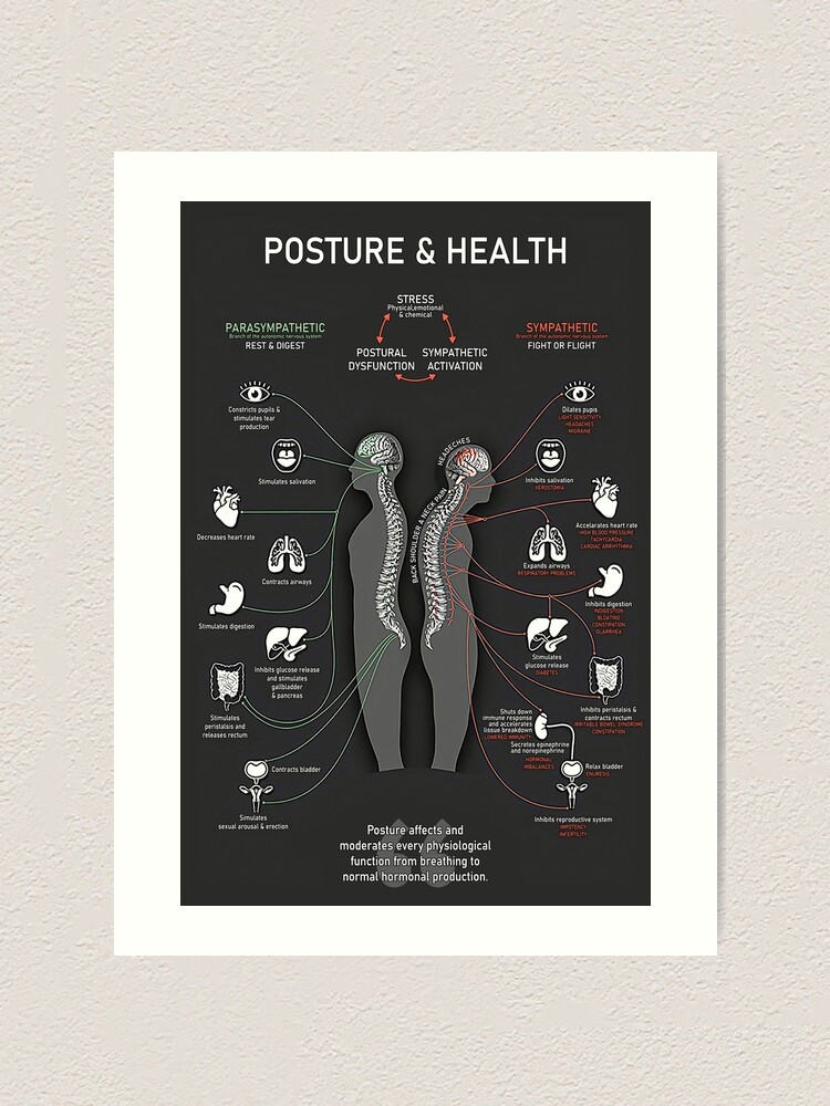 Lámina artística «Póster de postura y salud: parasimpático, simpático ...