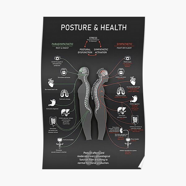 Póster «Póster de postura y salud: parasimpático, simpático, estrés ...