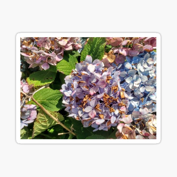"Hydrangeas " Sticker for Sale by Rosefire05 | Redbubble