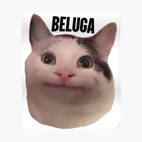 Póster «gato beluga discordia pfp» de ThekidsplaceS99 | Redbubble