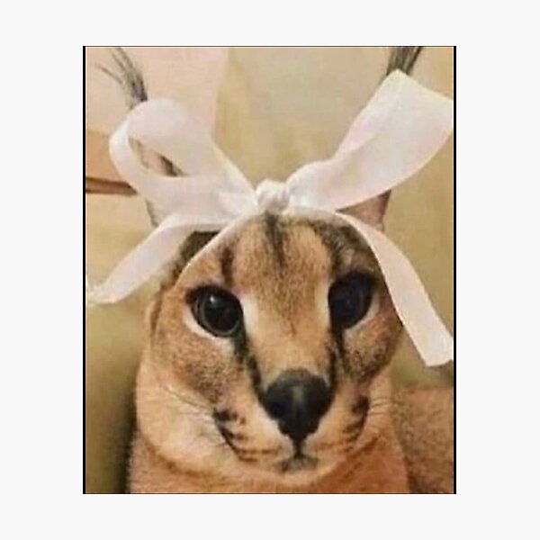 "big floppa cat " Photographic Print for Sale by ThekidsplaceS99 ...