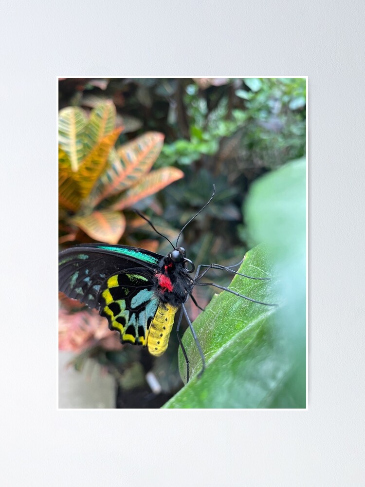 "Cairns Birdwing butterfly close-up" Poster for Sale by Portia-Live ...