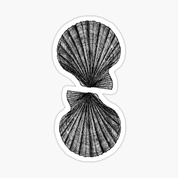 "Scallop Shells Vintage Illustration" Sticker by peanutroaster | Redbubble