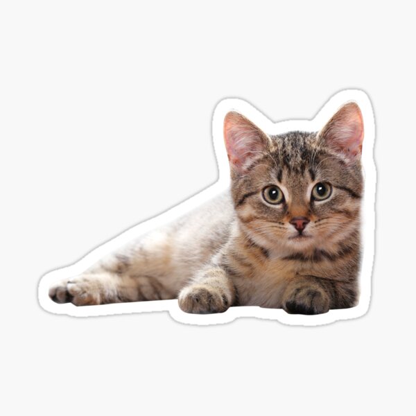 "Cat in cat" Sticker by Teezeed | Redbubble
