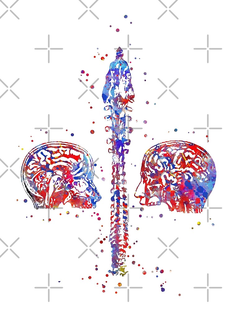"Human brain and spinal cord" Poster for Sale by Rosaliartbook | Redbubble