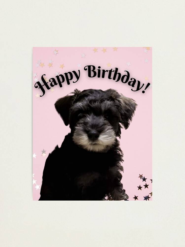 "Happy Birthday! Gold Stars Pink Background Miniature Schnauzer Mocha ...