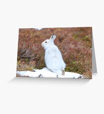 Hare: Gifts & Merchandise | Redbubble