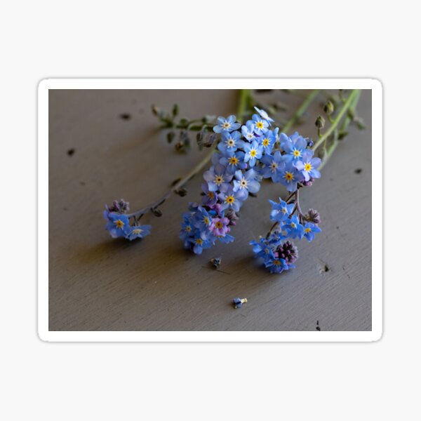 "Forget-me-not" Sticker by bellephotograph | Redbubble