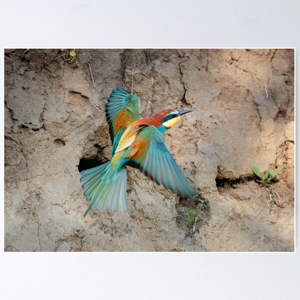 "European bee-eater (Merops apiaster)" Poster for Sale by Graham ...