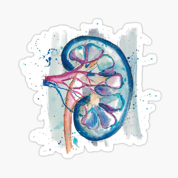 "kidney auqarelle, medical art, urology" Sticker by domino62 | Redbubble