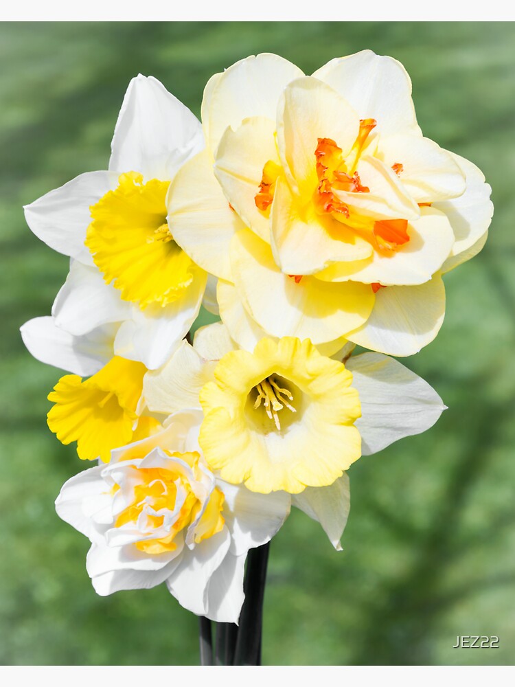 "Daffs" Sticker for Sale by JEZ22 | Redbubble
