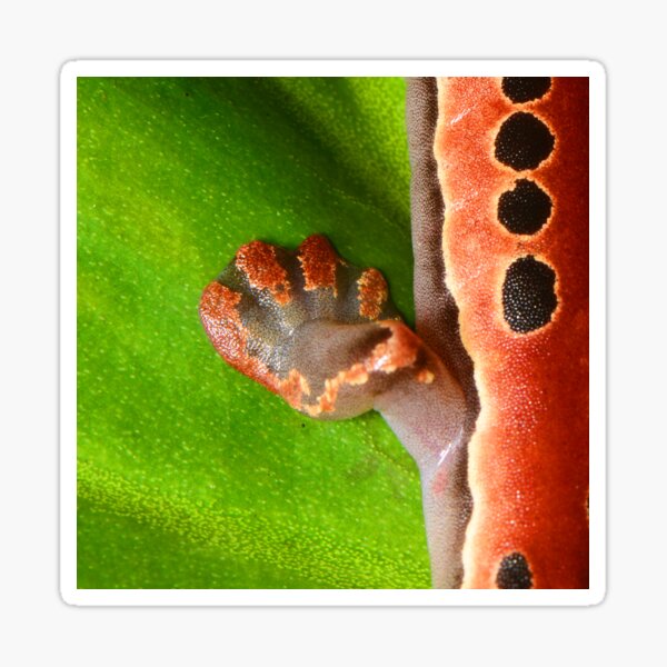 "Salamander Foot!" Sticker for Sale by ReptileAmphibia | Redbubble
