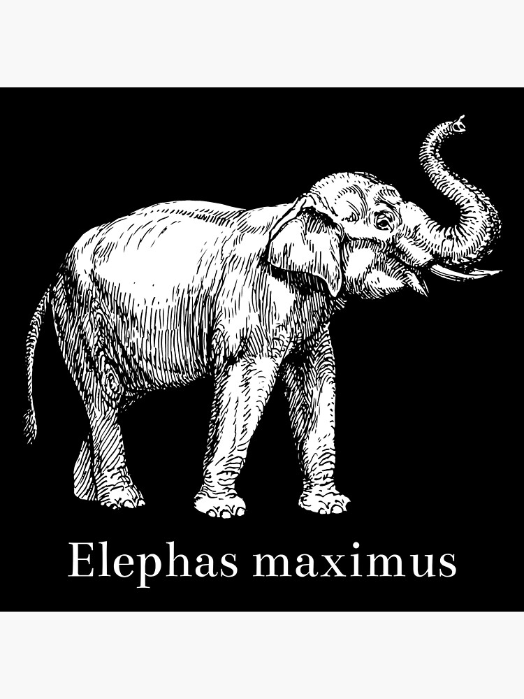 "Asian Elephant - Elephas maximus" Poster for Sale by freekZOID | Redbubble