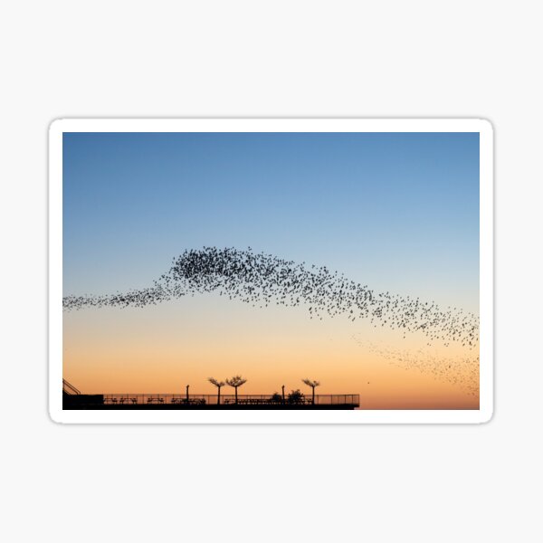 "Returning to roost" Sticker by GreyFeatherPhot | Redbubble