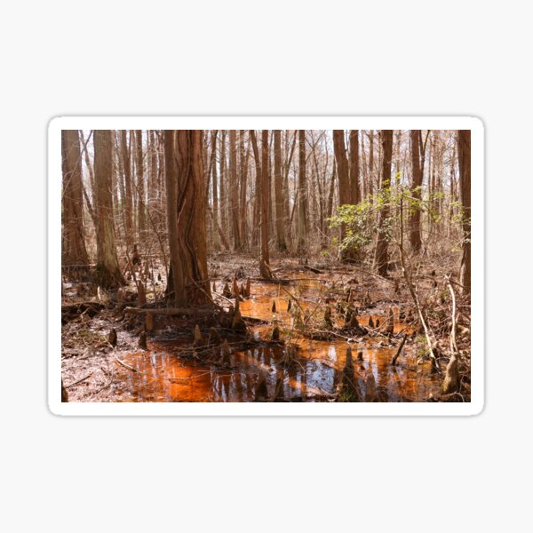 "Cypress Swamp" Sticker for Sale by Michellebell13 | Redbubble