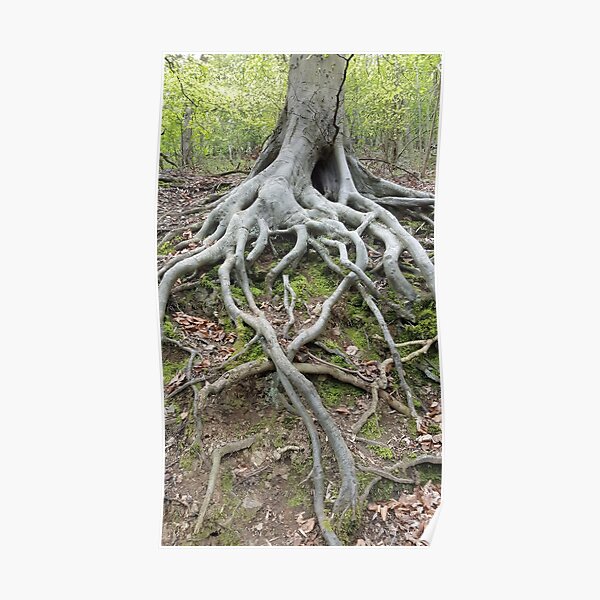 "Rooted" Poster by beccakirkp | Redbubble