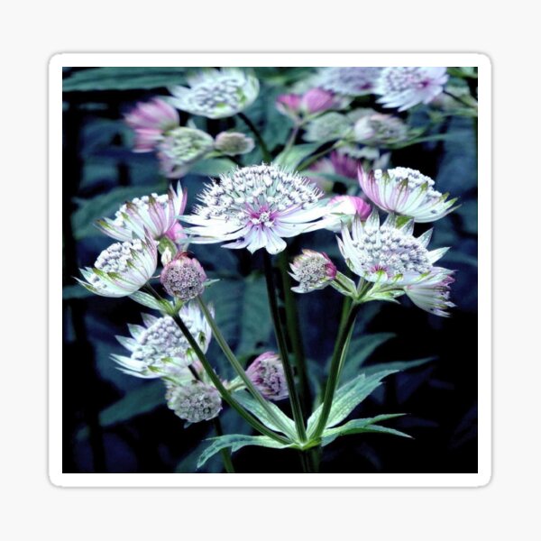 "Astrantia, photo from East Park Southampton" Sticker by CuriousBear ...