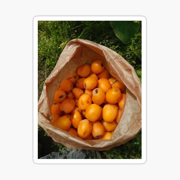 "Fresh loquats" Sticker for Sale by gavila | Redbubble