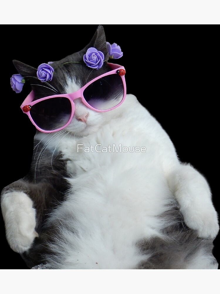 "Fashion Model Cats, cat fashions, real cat pictures" Poster for Sale ...