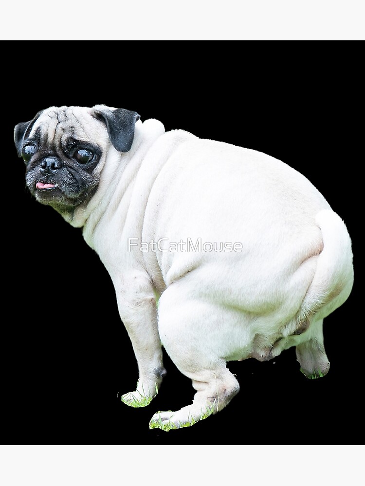 "Pug Dog Pooping, Real Dog, Funny Dog Picture" Poster for Sale by ...