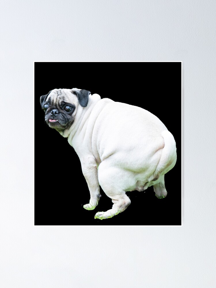 "Pug Dog Pooping, Real Dog, Funny Dog Picture" Poster for Sale by ...