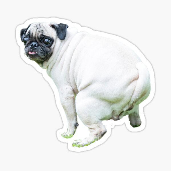 "Pug Dog Pooping, Real Dog, Funny Dog Picture" Sticker by FatCatMouse ...