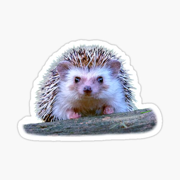 "HEDGEHOG" Sticker by coffeecountyjim | Redbubble