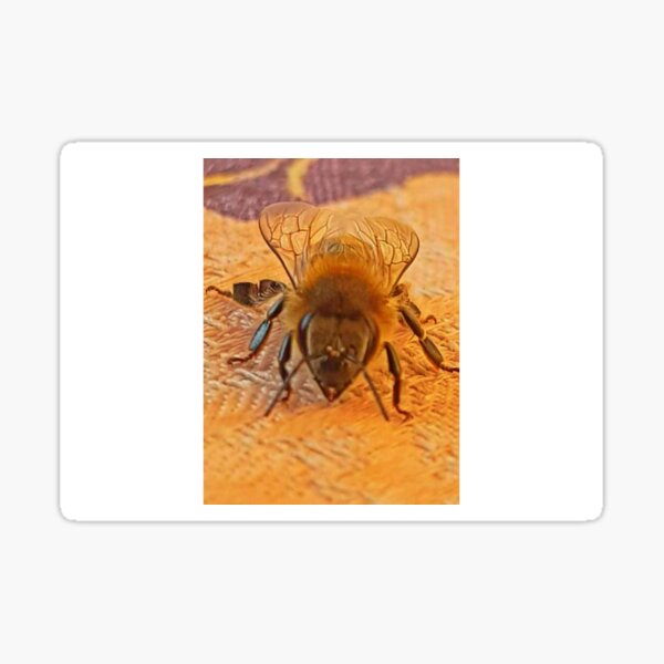 "Bee bugs " Sticker by Drop-and-Trip | Redbubble