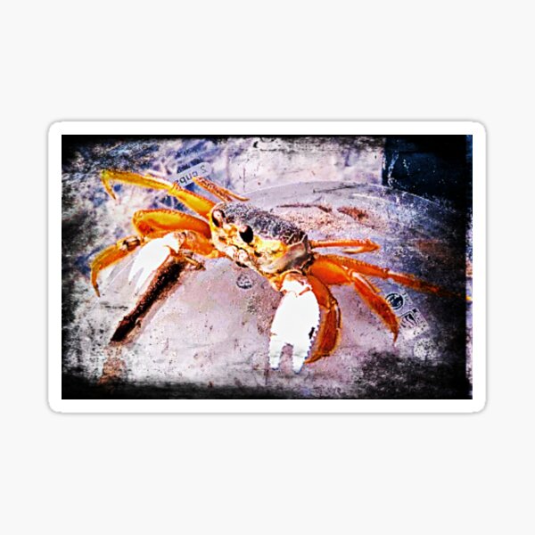 "Ghost crab" Sticker by Brpalmer | Redbubble