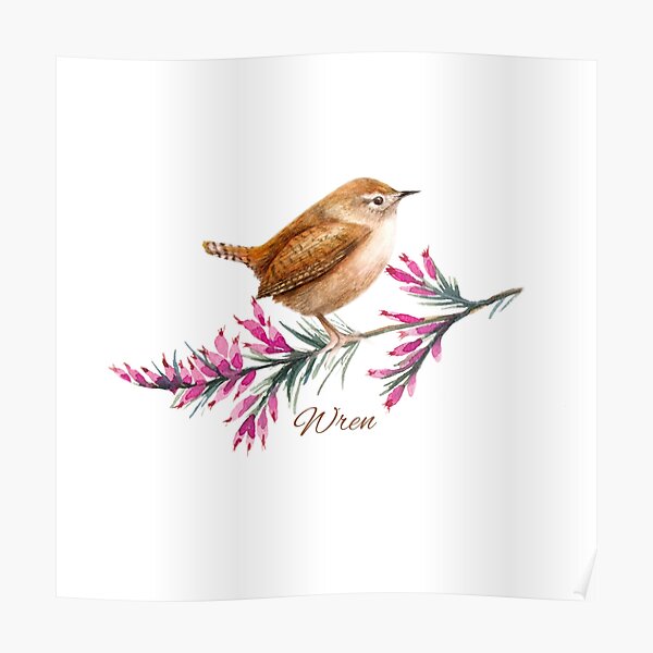 "Cute little Wren Watercolour" Poster for Sale by AmandaDilworth ...